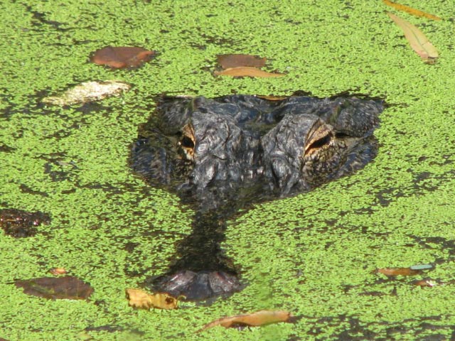 Gators Galore: 5 Myrtle Beach Golf Courses Where You Will See An ...