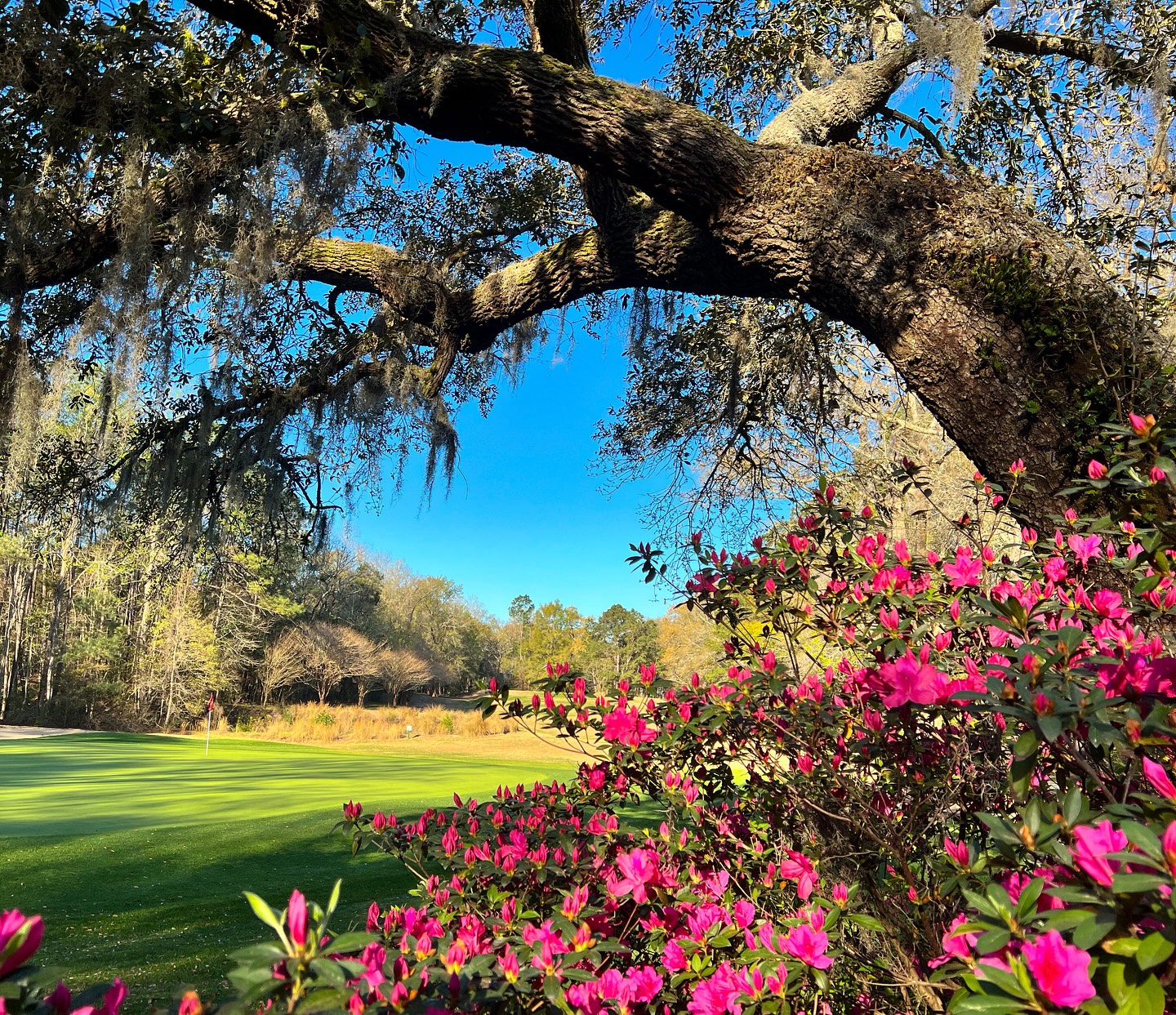Spring golf in Myrtle Beach…Who’s in? 🤚 MyrtleBeachGolfTrips.com # ...